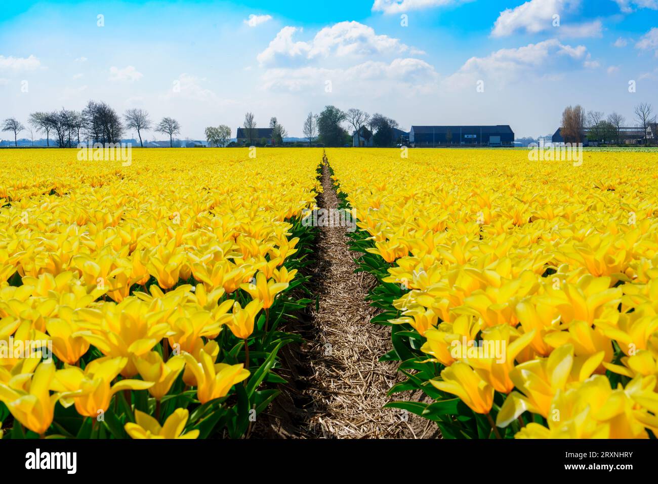 Yellow daffodil field. Spring dutch daffodil field as a floral ...