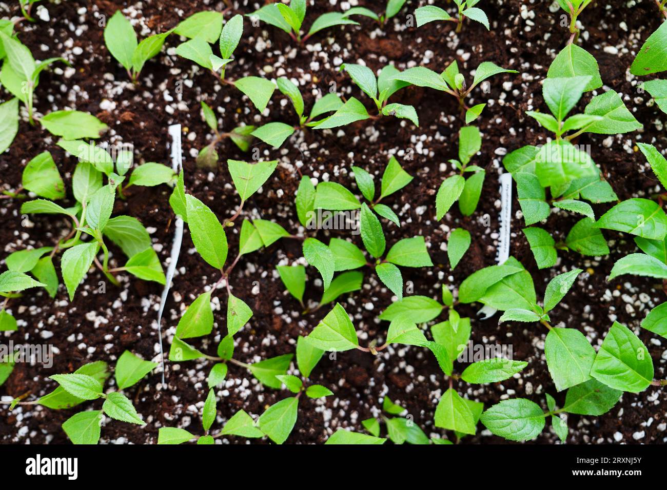 Growing Hydrangeas paniculata from Cuttings. Seedlings in their ...