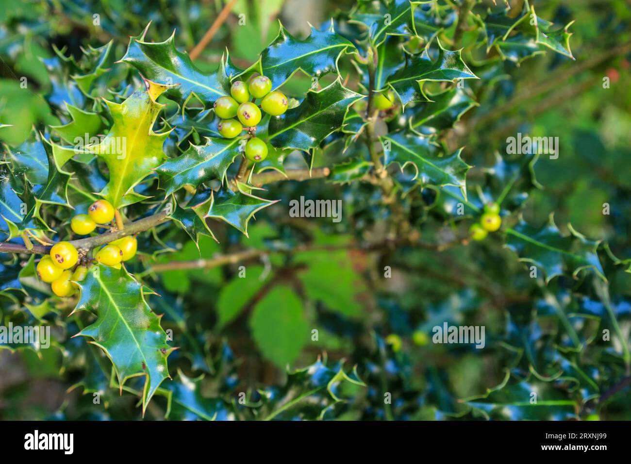 Colorful Ilex Aquifolium plant in the forest in Spain Stock Photo - Alamy