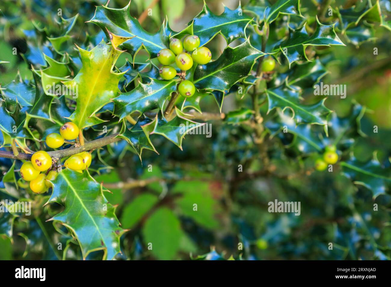 Colorful Ilex Aquifolium plant in the forest in Spain Stock Photo - Alamy