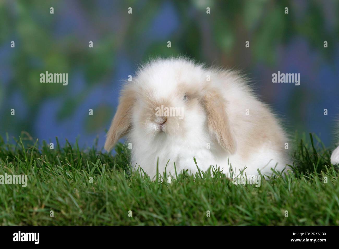 Young Teddy Lop-Ear Rabbit, 5 weeks Stock Photo - Alamy