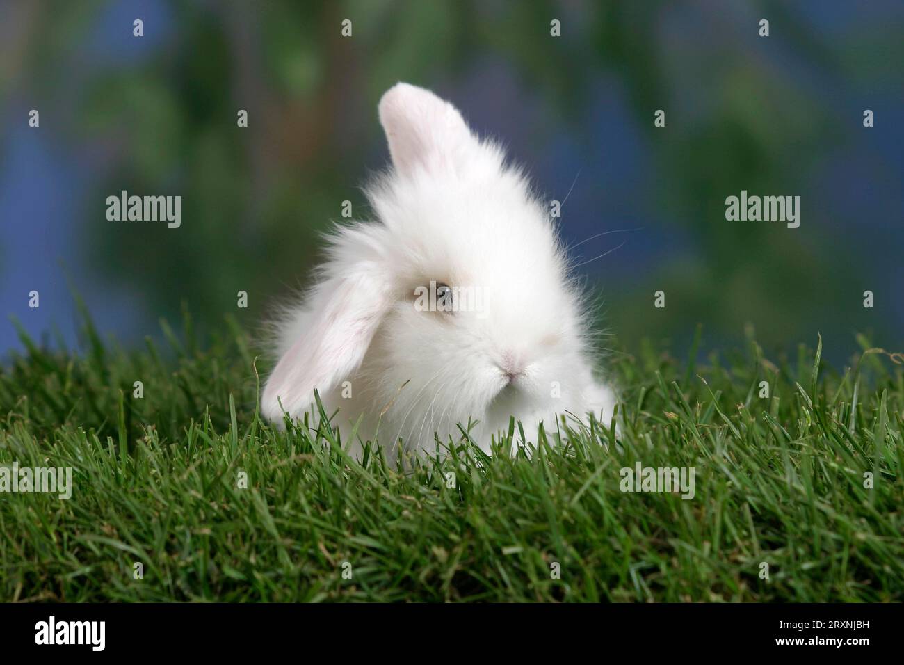 Lop ear hi-res stock photography and images - Alamy