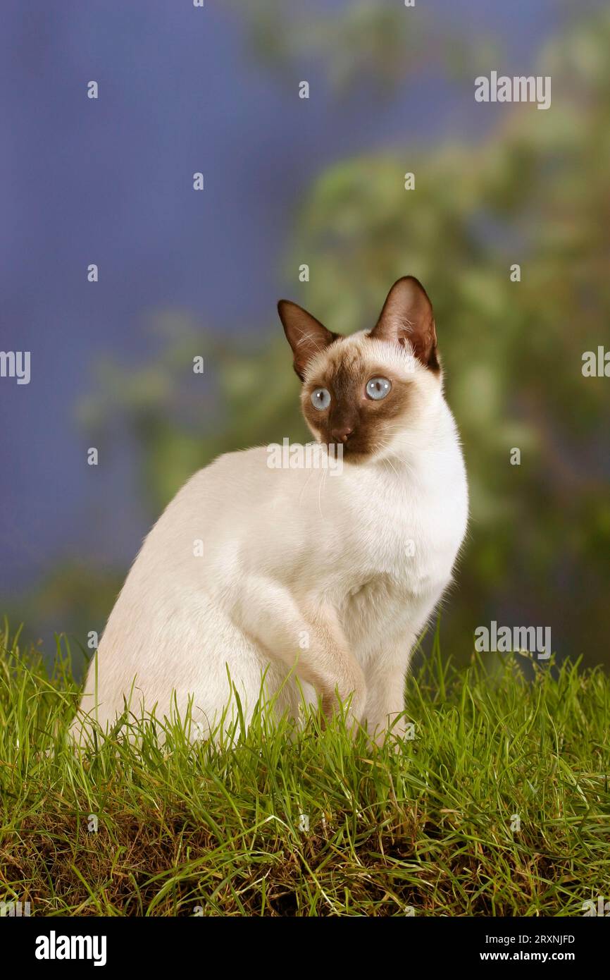 Old siamese cat hi-res stock photography and images - Alamy