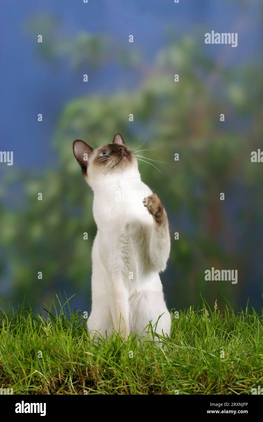 Thai cat, chocolate-point, Siamese, Siamese (old type Stock Photo - Alamy