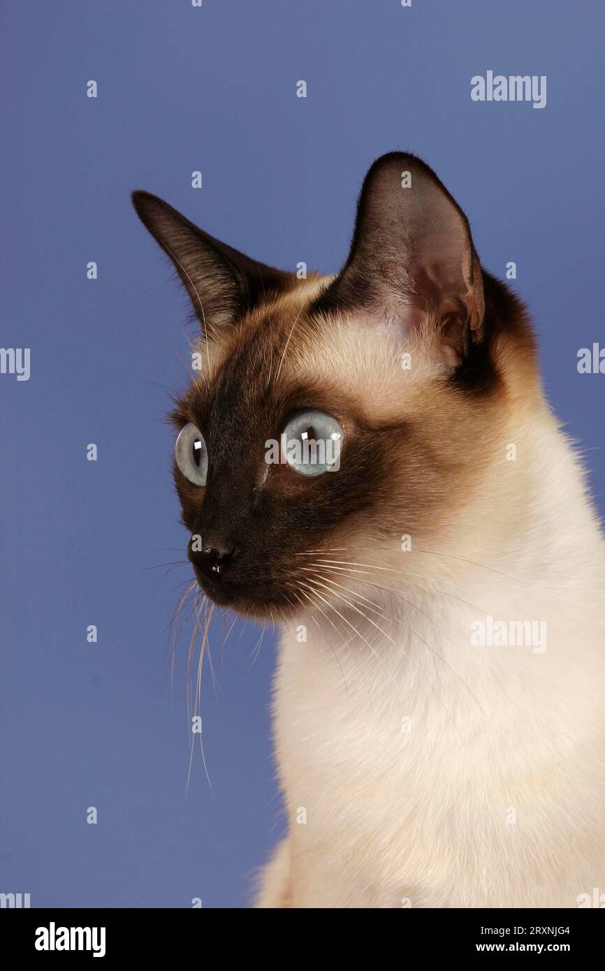 Old siamese cat portrait hi-res stock photography and images - Alamy