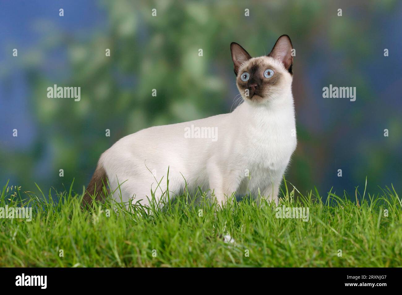 Old siamese cat hi-res stock photography and images - Alamy