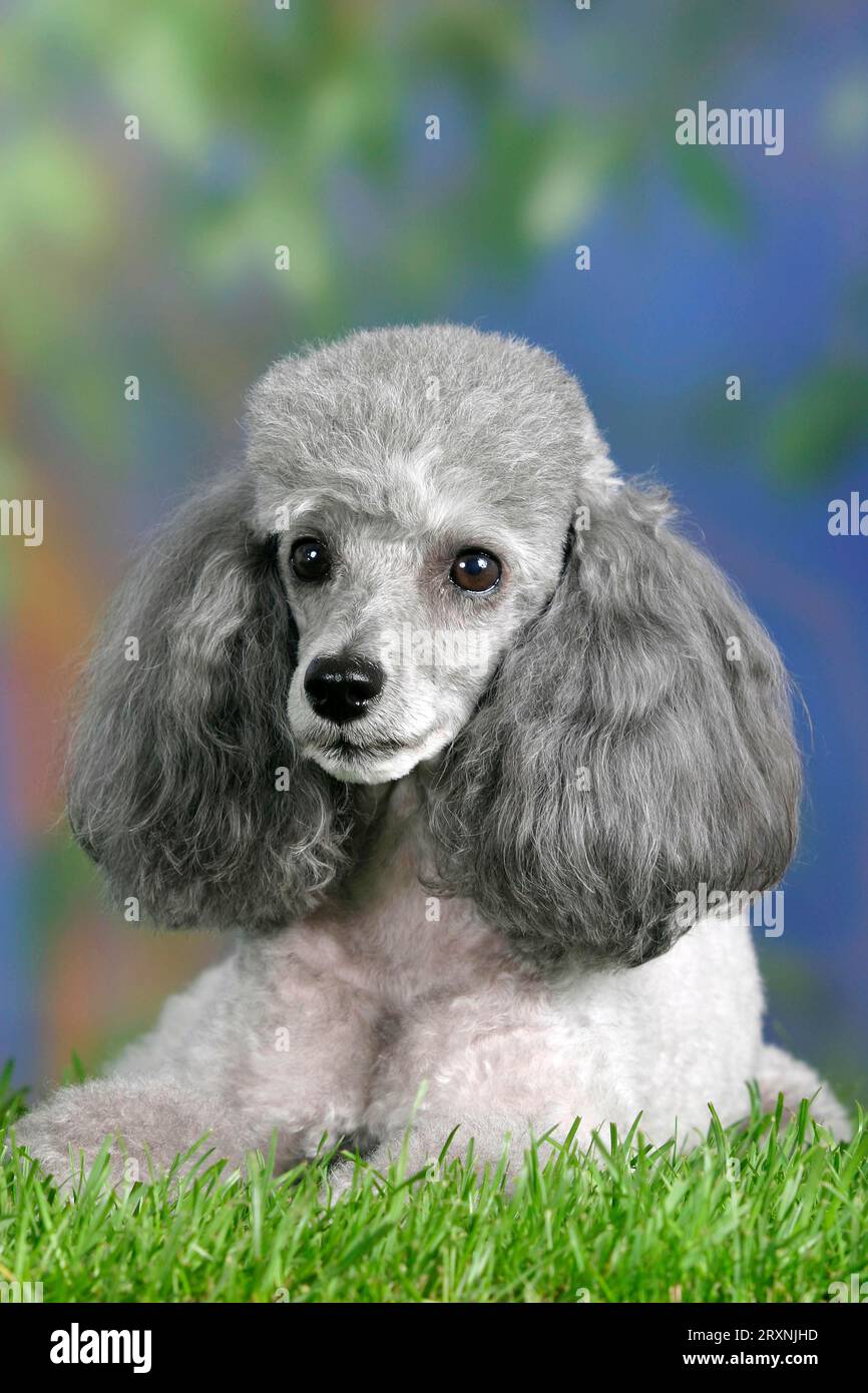 Dwarf poodle, silver, poodle Stock Photo - Alamy