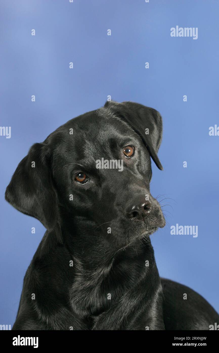 Attentive labrador hi-res stock photography and images - Alamy