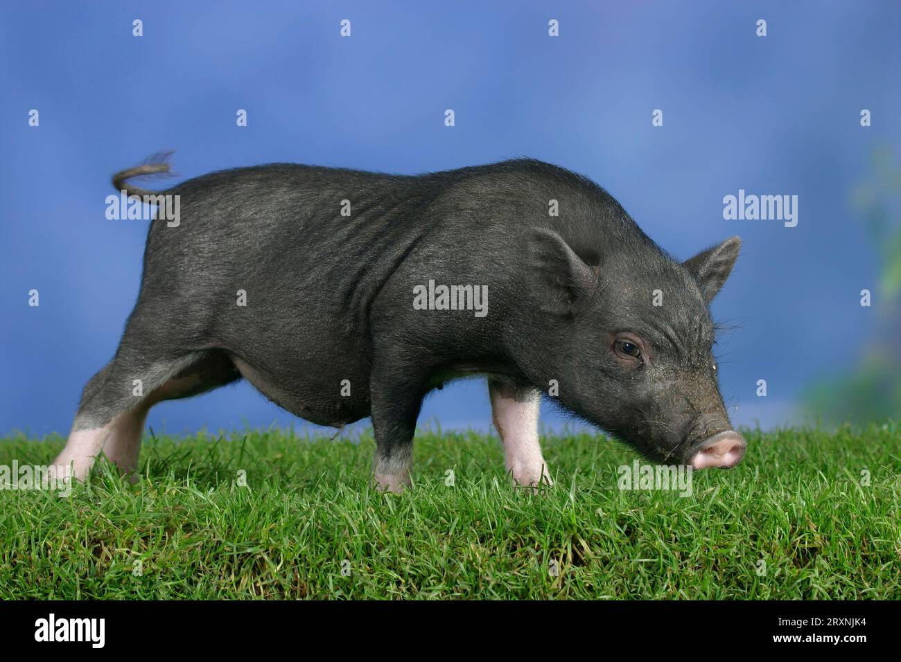 3 three little pigs hi-res stock photography and images - Alamy