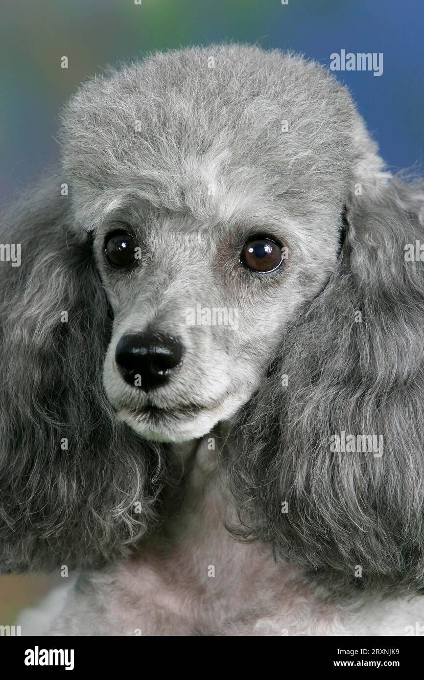 Dwarf poodle, silver, poodle Stock Photo - Alamy