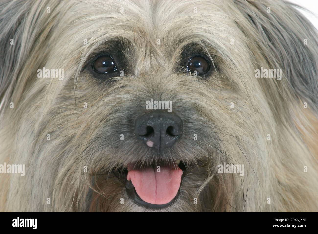 Pyrenean Sheepdog, Berger des Pyrenees Stock Photo - Alamy