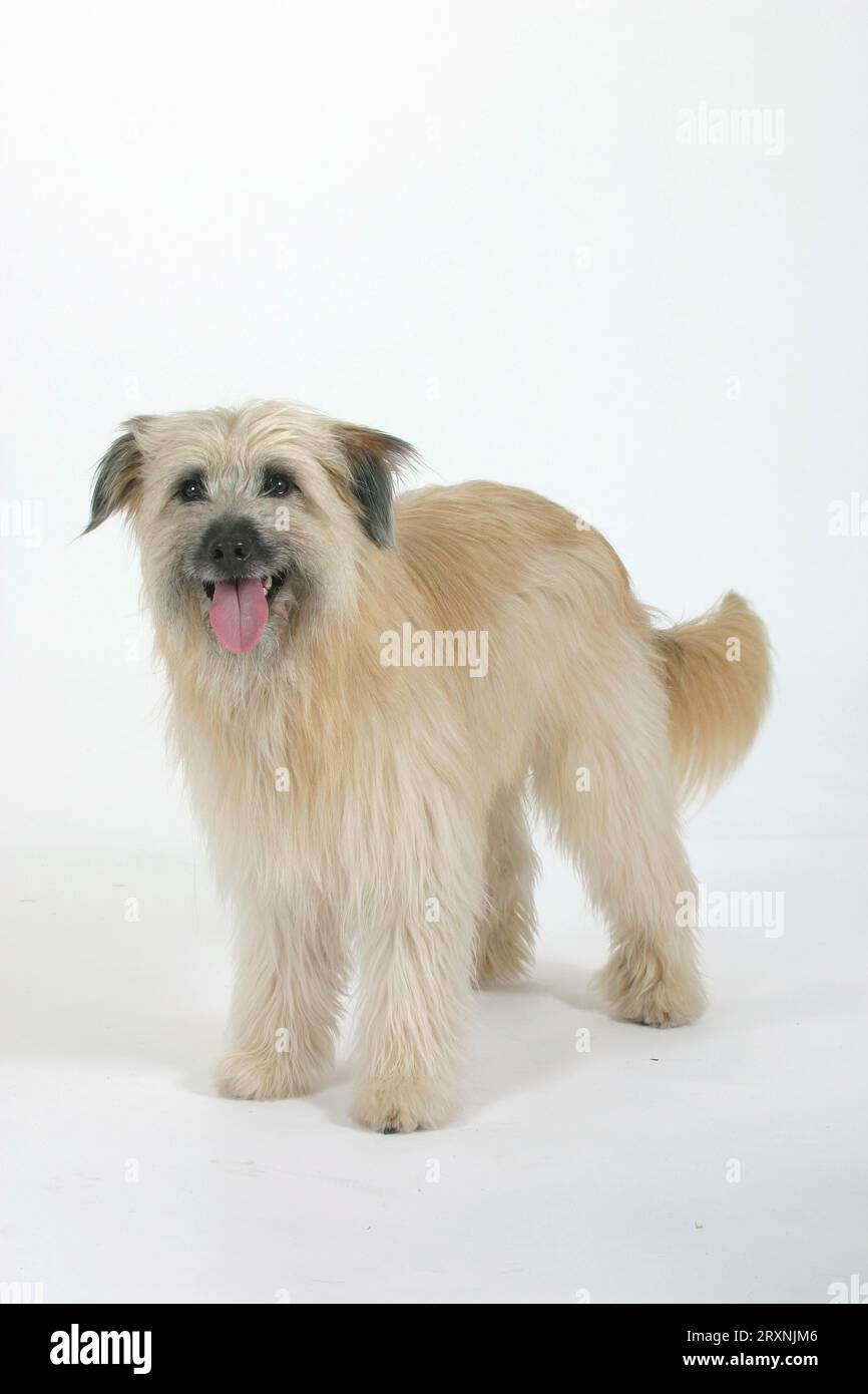 Pyrenean Sheepdog, Berger des Pyrenees Stock Photo - Alamy