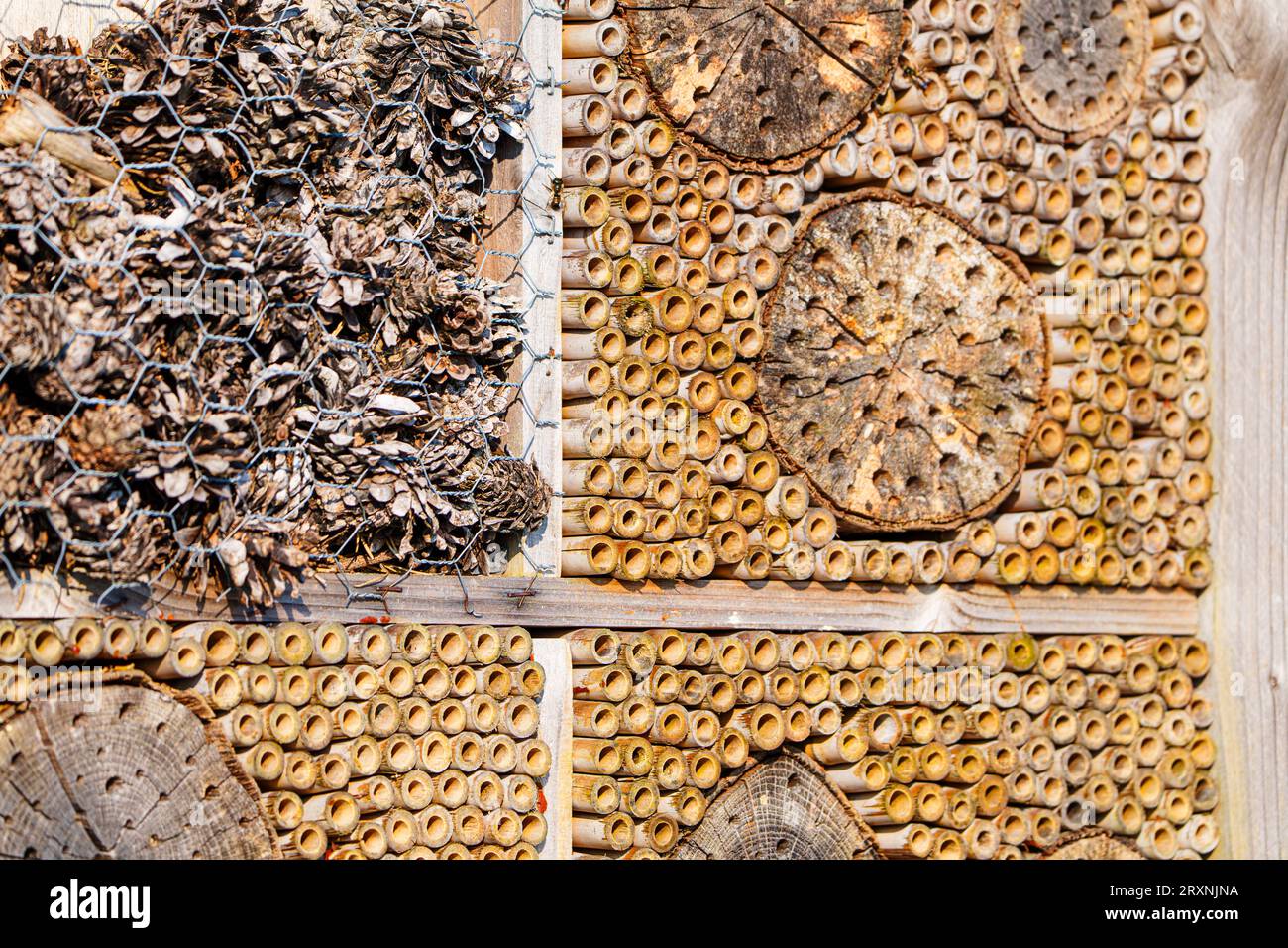 An Inviting Haven for Insects, Exploring the Fascinating World of the ...