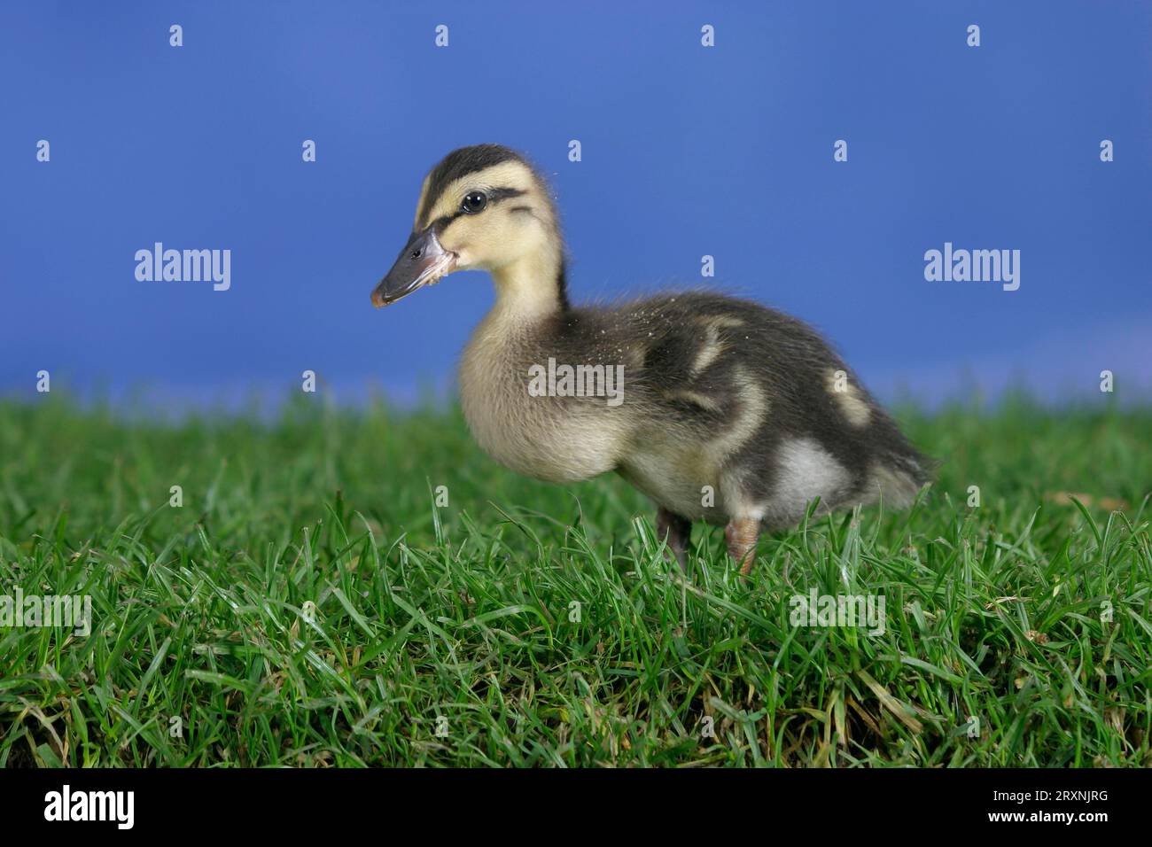 Chinese Runner Duck, chick, 2 weeks, domestic duck Stock Photo - Alamy