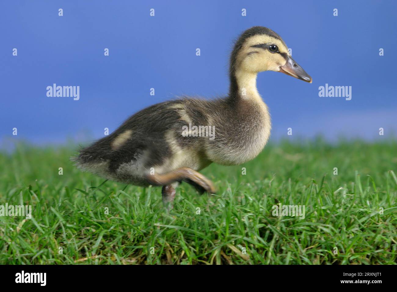 Chinese Runner Duck, chick, 2 weeks, domestic duck, lateral Stock Photo ...