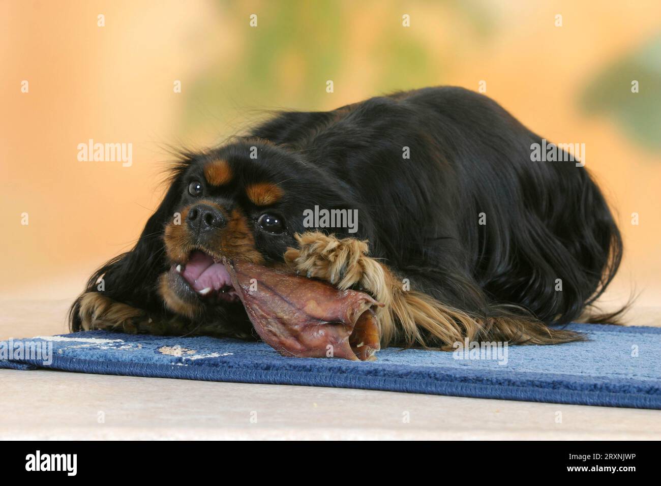 Cavalier King Charles Spaniel, black-and-tan, eats dried pig's ear ...