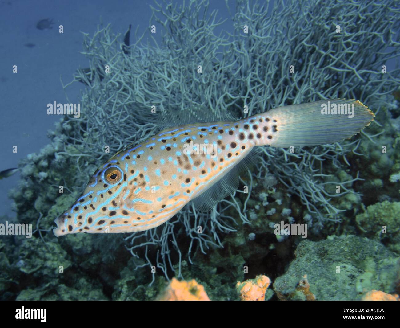 Scrawled filefish (Aluterus scriptus), House reef dive site, Mangrove ...