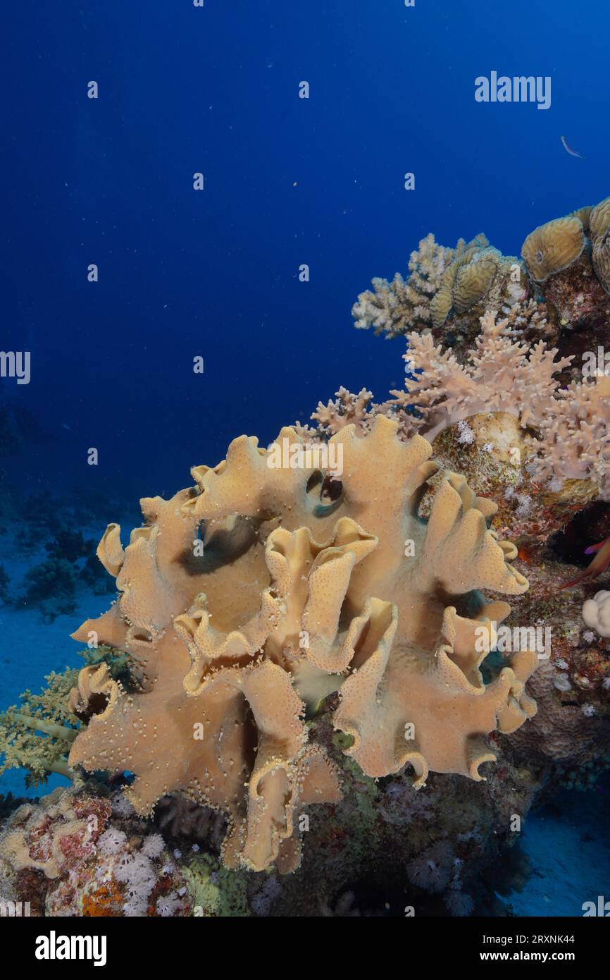Rough leather coral (Sarcophyton glaucum), Small Abu Reef dive site ...