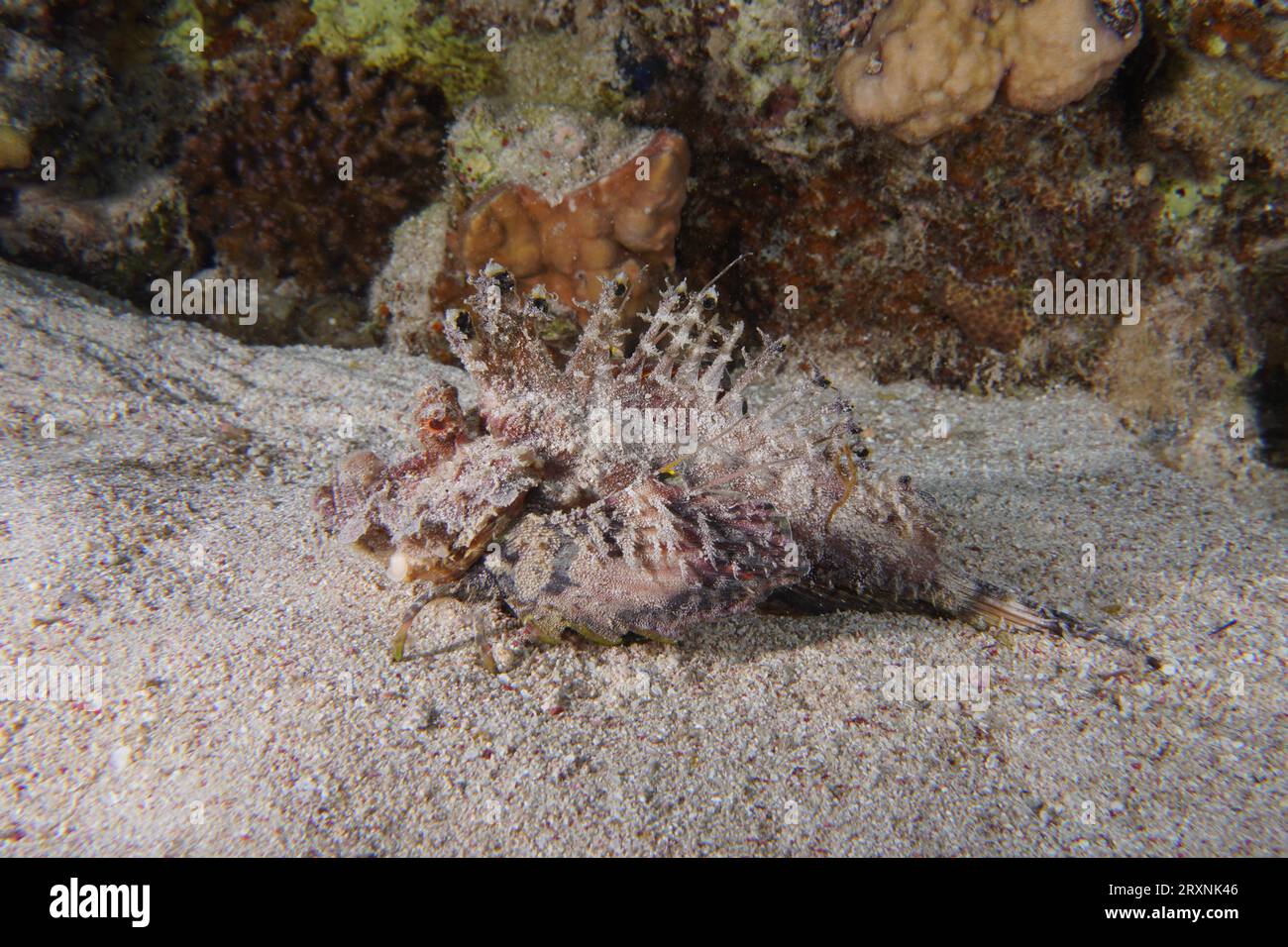 Red Sea Walkman Filament Devilfish (Inimicus filamentosus) Devilfish ...