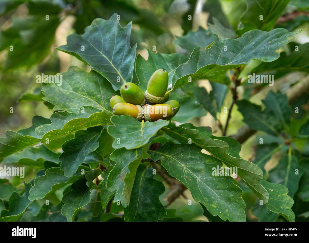 Unripe acorns hi-res stock photography and images - Alamy