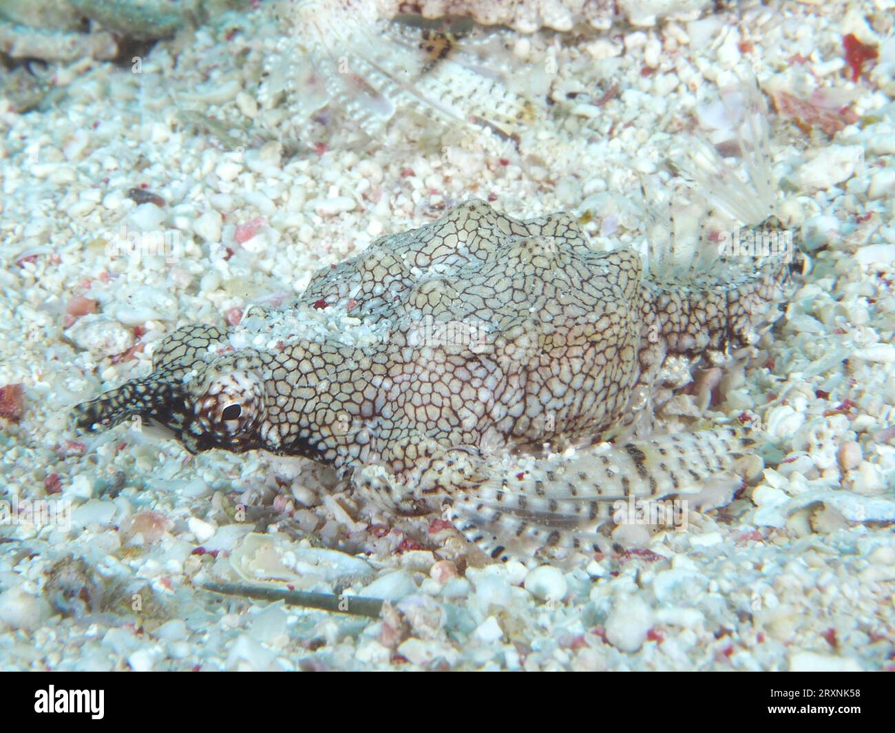 Little dragonfish (Eurypegasus draconis), House Reef Dive Site ...