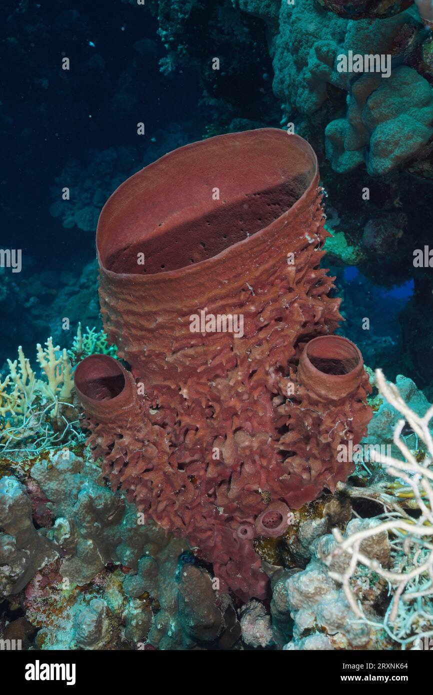 Spiny tube sponge (Callyspongia crassa), Sataya Reef dive site, Red Sea ...