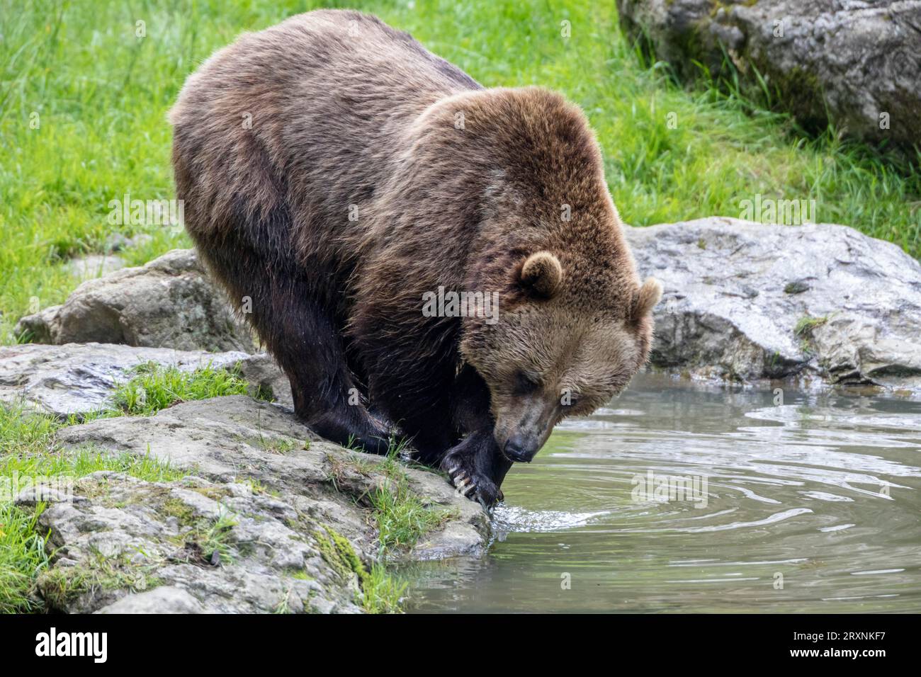 Brown bear in the animal enclosure, Neuschoenau, Bavarian Forest ...