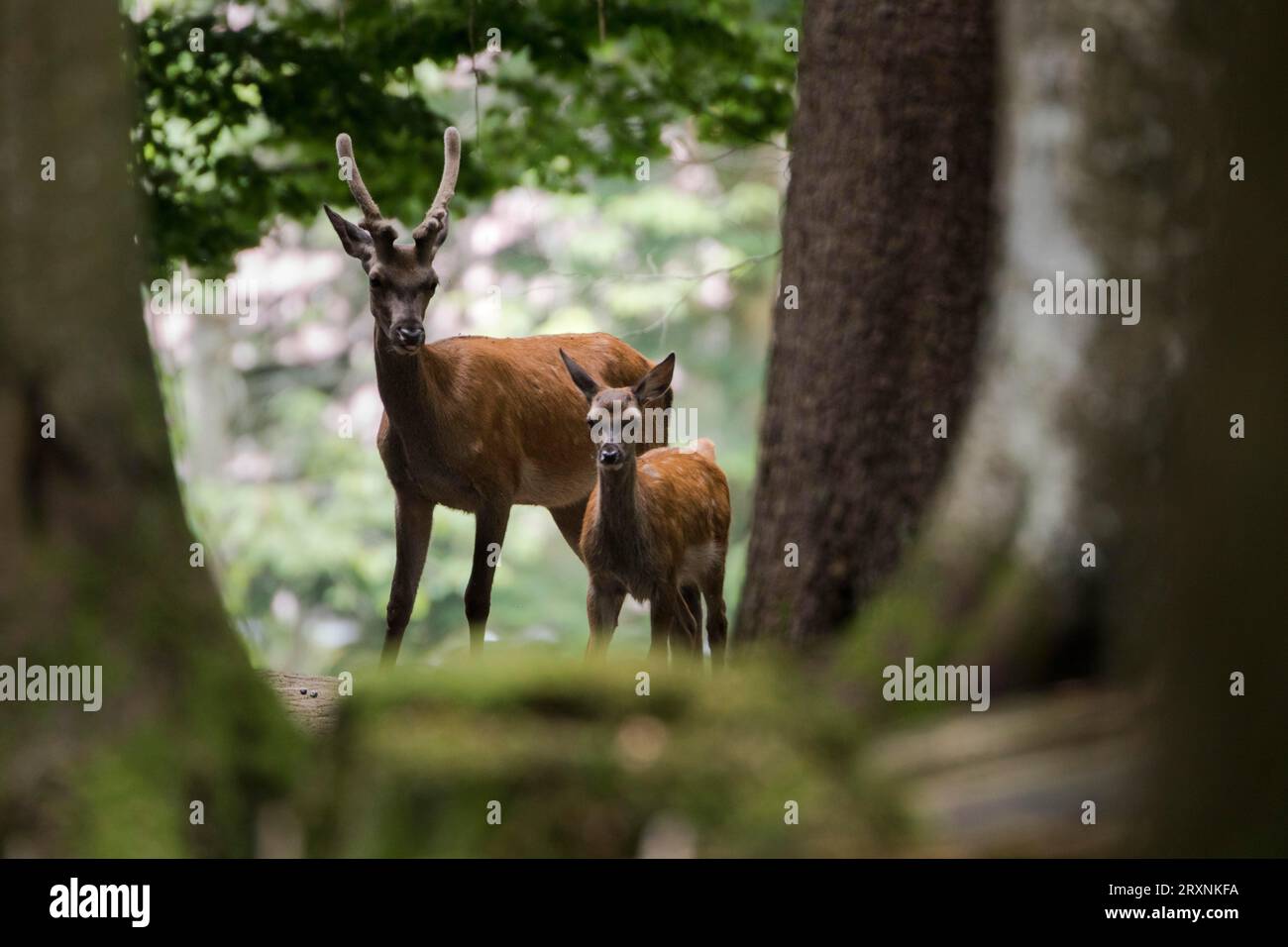 Red deer in the animal enclosure, Neuschoenau, Bavarian Forest, Bavaria, Germany Stock Photo - Alamy