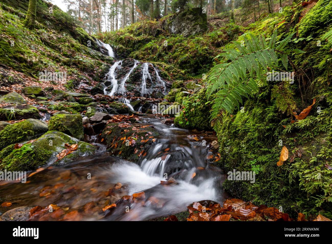 Waterfall in autumn forest, Holchen waterfall, Bad Peterstal-Griesbach ...