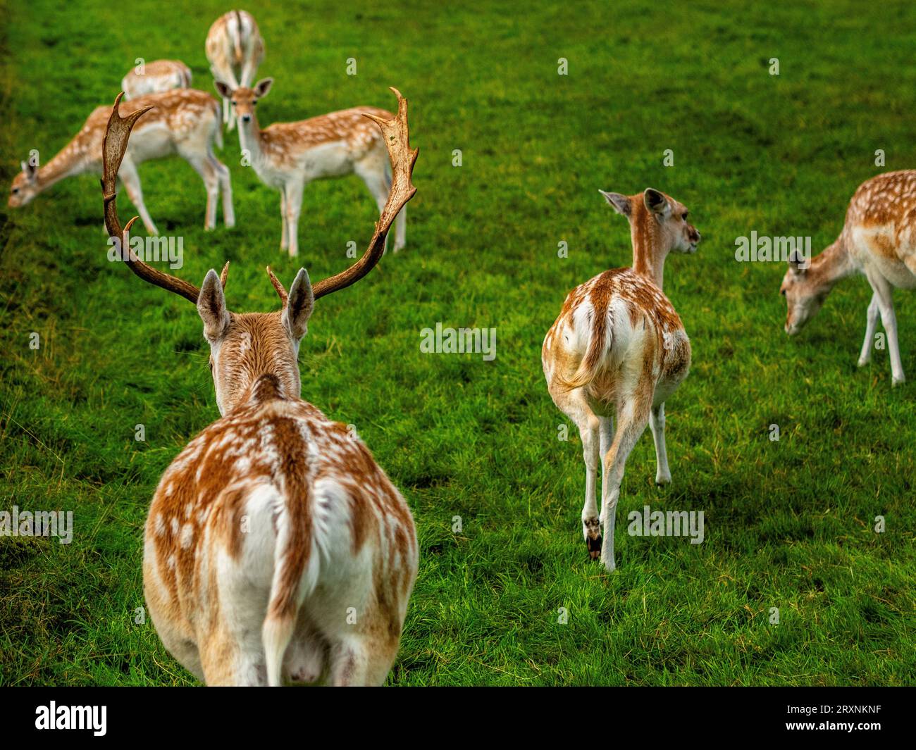 Animals in warm climate hi-res stock photography and images - Alamy