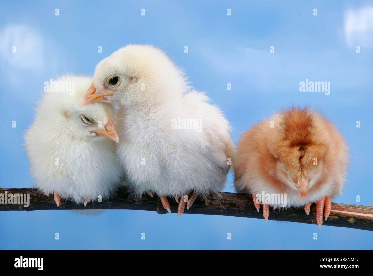Domestic chicken chicks, chicken chicks Stock Photo - Alamy
