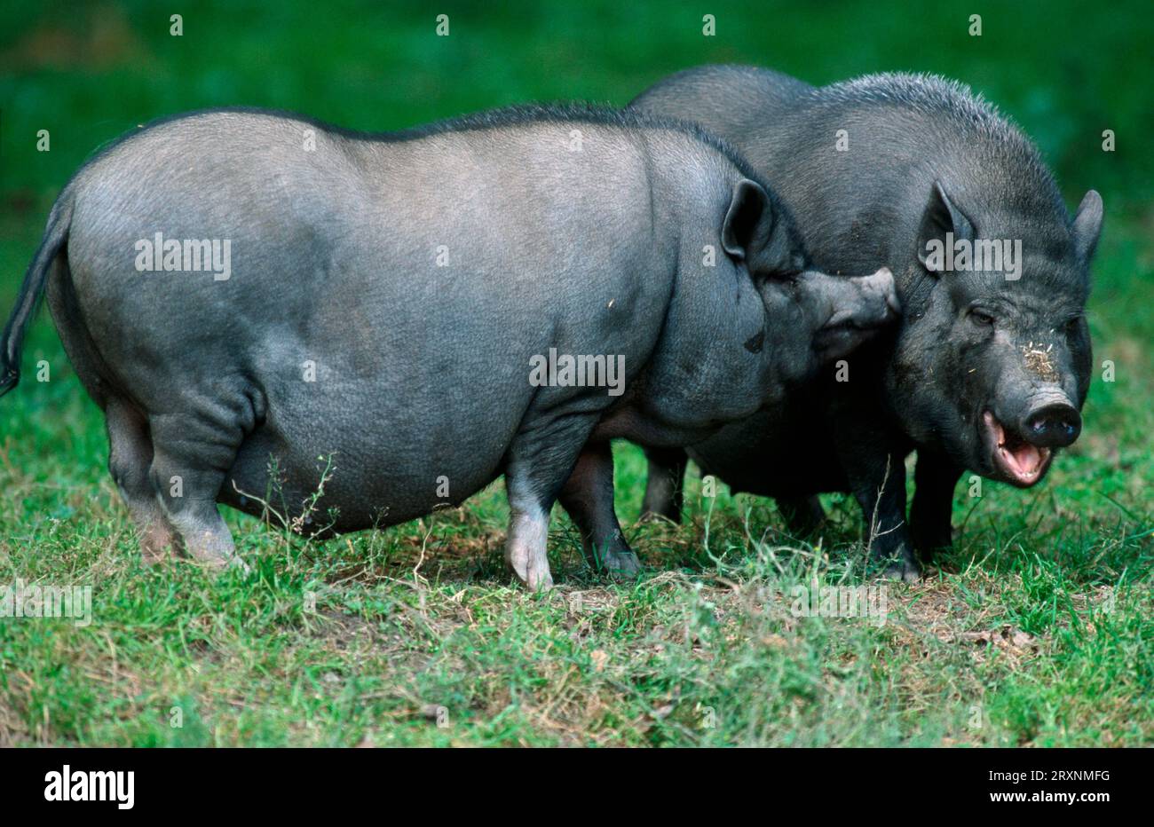 Vietnamese Pot-bellied Pigs pair, Vietnamese pot-bellied pigs, pair, Vietnamese pot-bellied pig ...