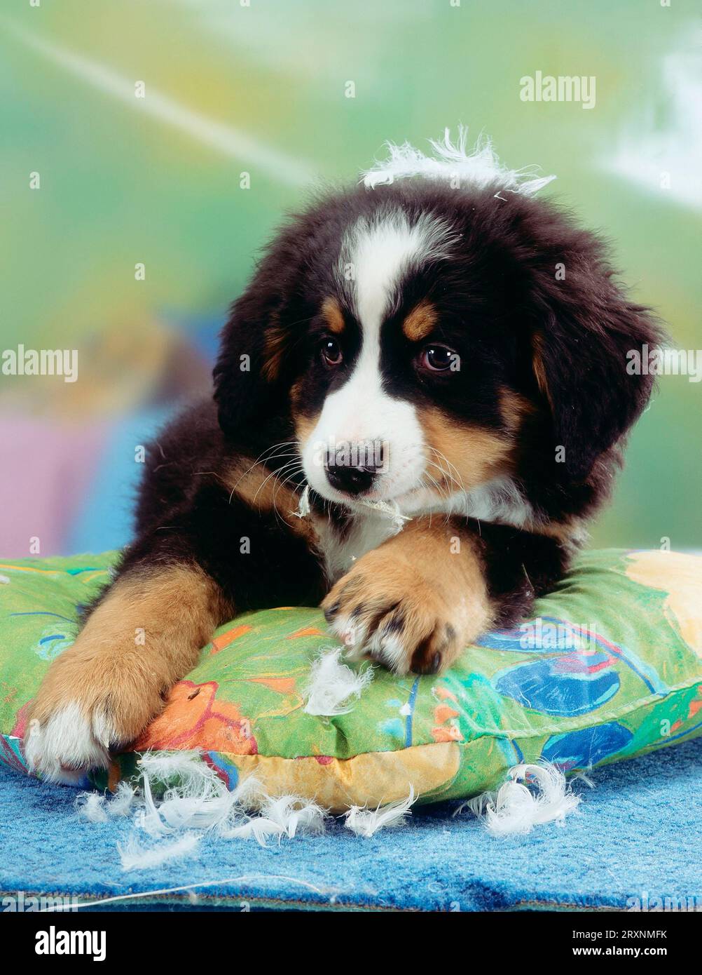 Dog destroying house hi-res stock photography and images - Alamy