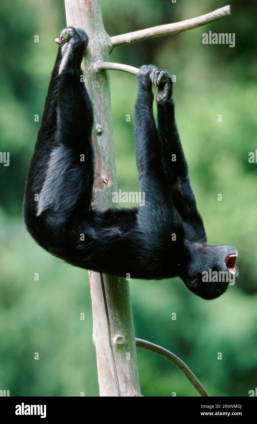 Wild red faced spider monkey hi-res stock photography and images - Alamy