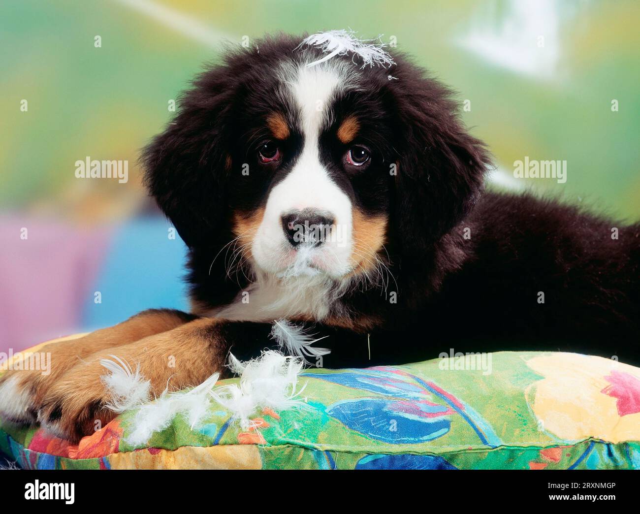 Dog destroying house hi-res stock photography and images - Alamy