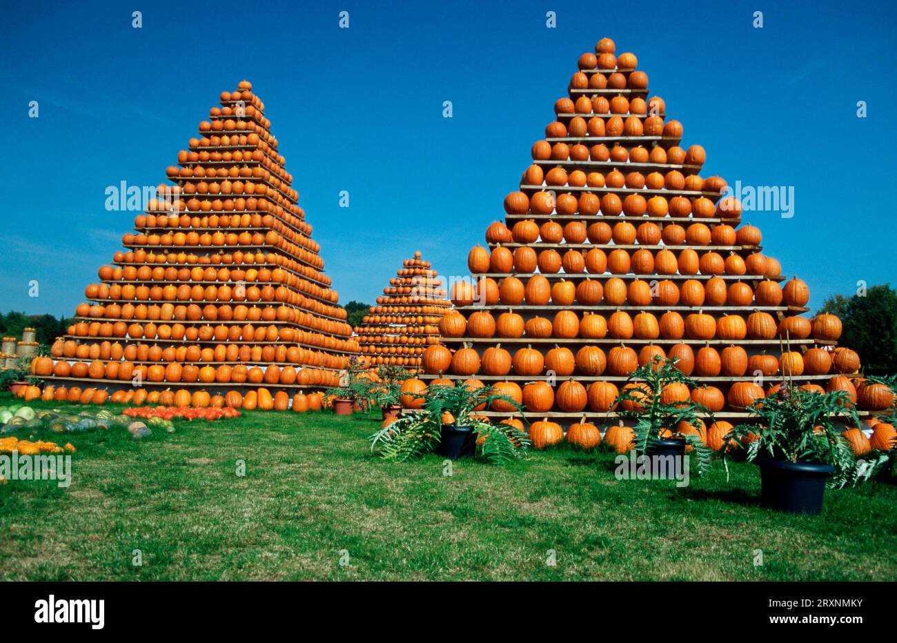 Different kinds of pumpkins (Cucurbita) on pyramid stack Stock Photo ...