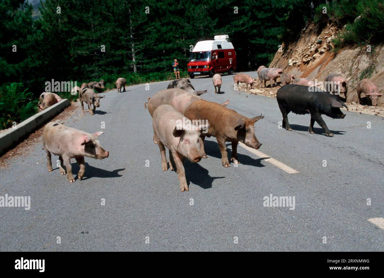 Free rang farming hi-res stock photography and images - Alamy