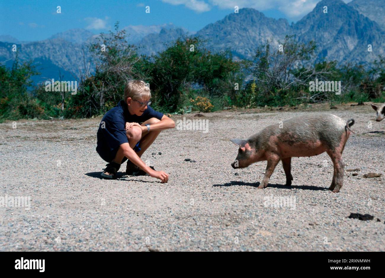 Boy with free range Domesitc Pig, Corsica, France, Boy with free range ...
