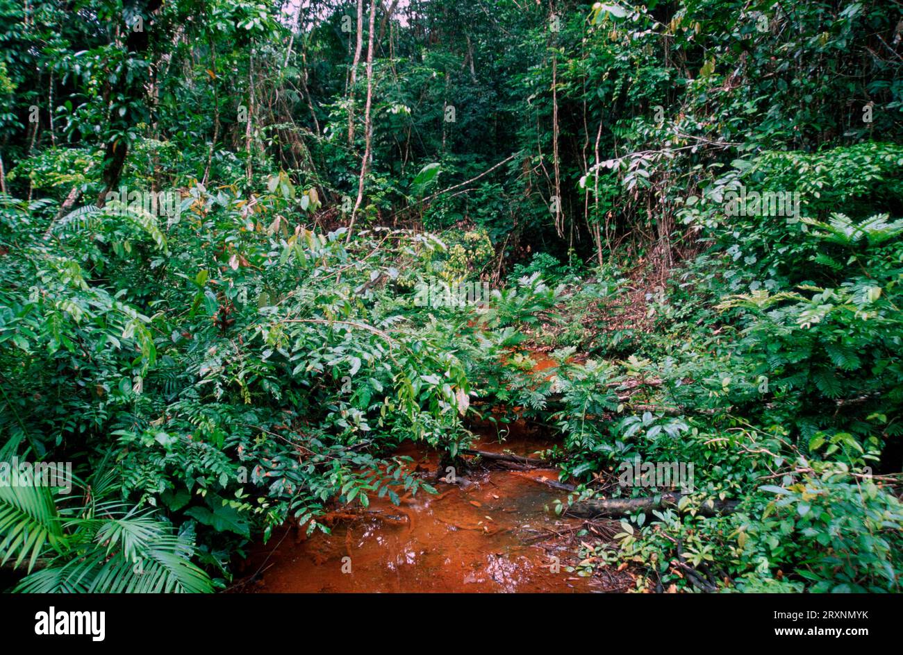 Tropical Rainforest, Las Claritas, Gran Sabana, Bolivar Province ...
