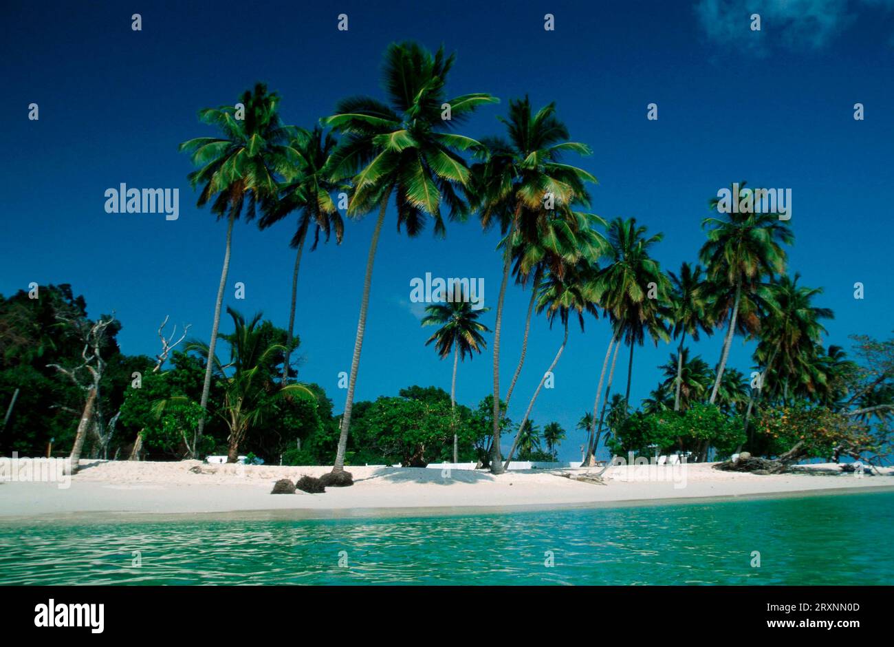 Palm trees on the beach, Cayo Levantado, Samana, Dominican Republic ...