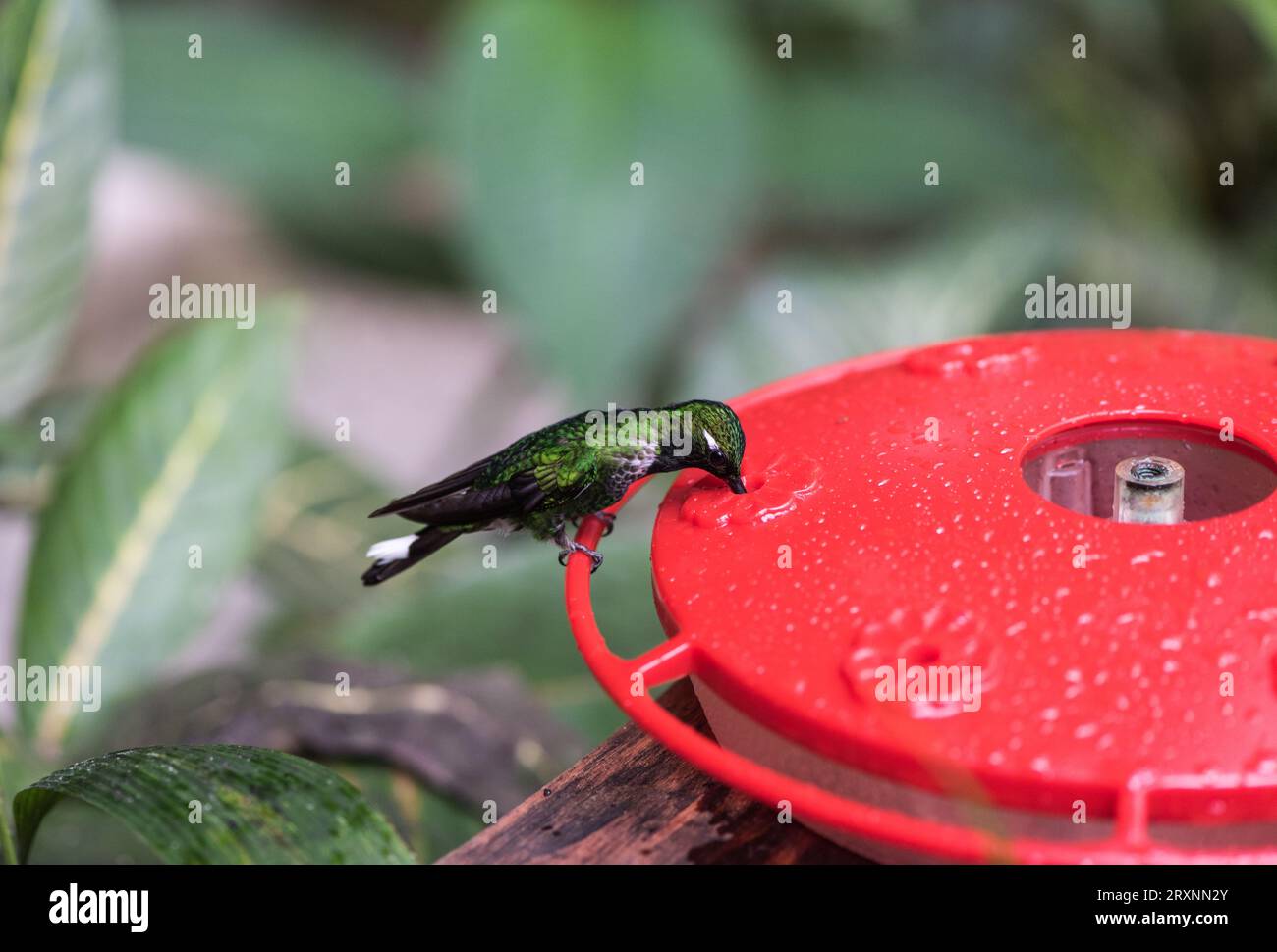 Purple-bibbed Whitetip (Urosticte benjamini) using a hummingbird feeder ...