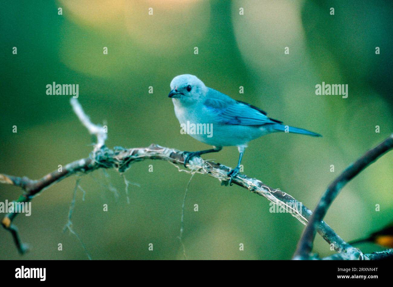 Blue grey tanager south america hi-res stock photography and images - Alamy