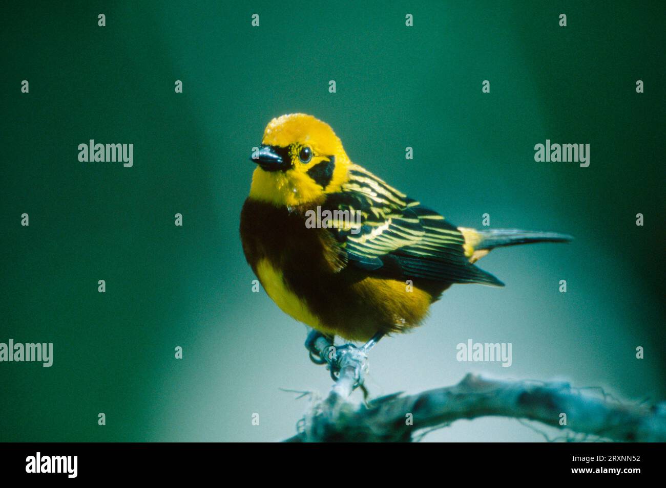 Tangara genus hi-res stock photography and images - Alamy