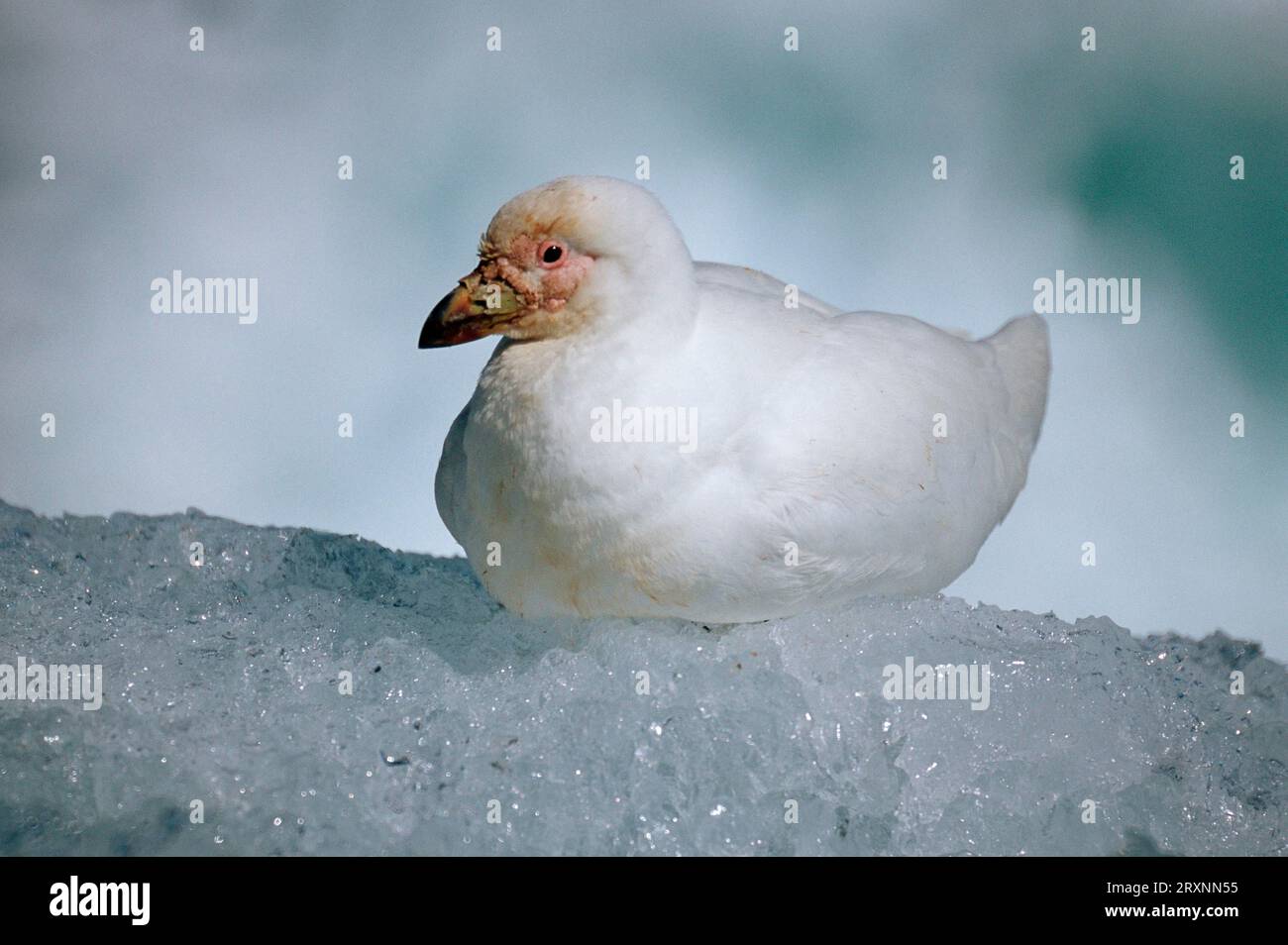 Snowy Sheathbill (Chionis alba), Pale-faced, Paulet Island, Antarctica ...