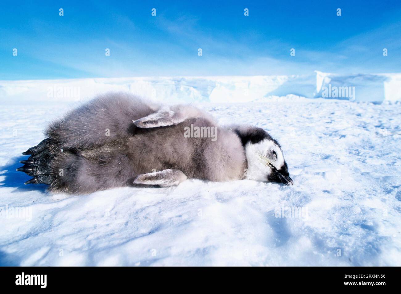 Dead emperor penguin chick hi-res stock photography and images - Alamy
