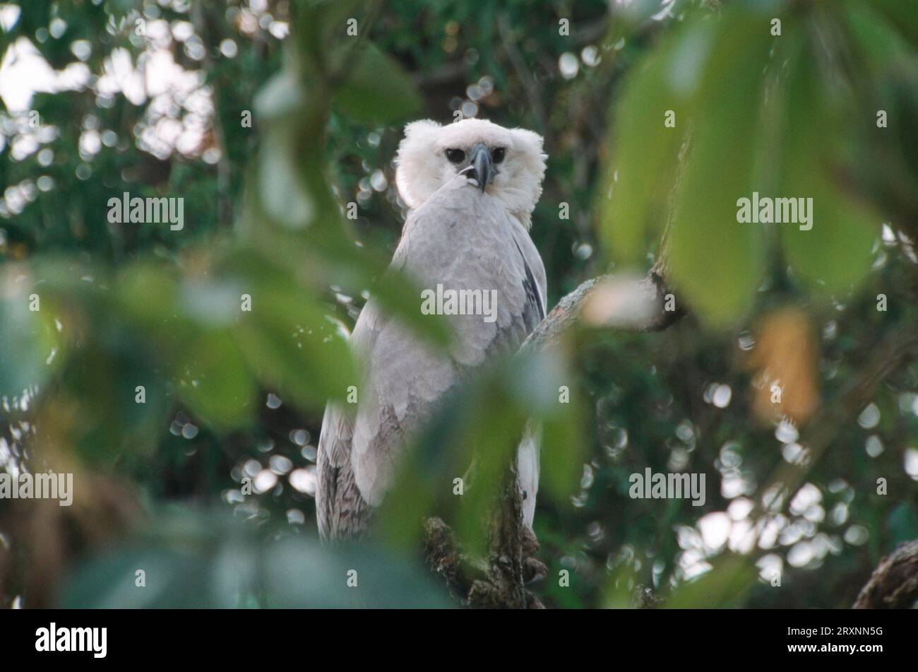 Harpia harpyja american harpy eagle hi-res stock photography and images ...