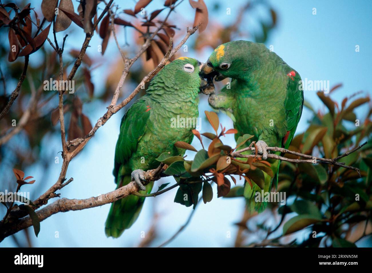 Yellow-crowned Amazons, pair, Venezuela (Amazona ochrocephala ...