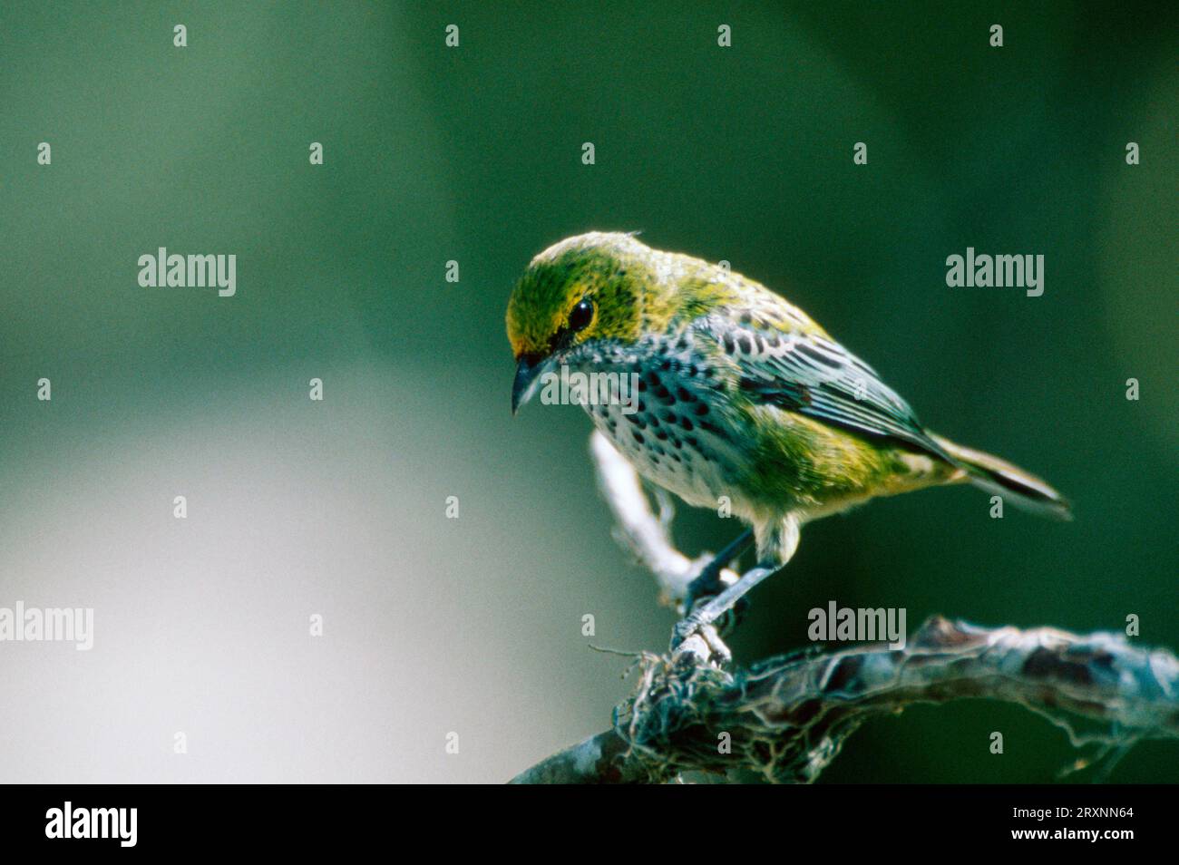 Tangara guttata hi-res stock photography and images - Alamy