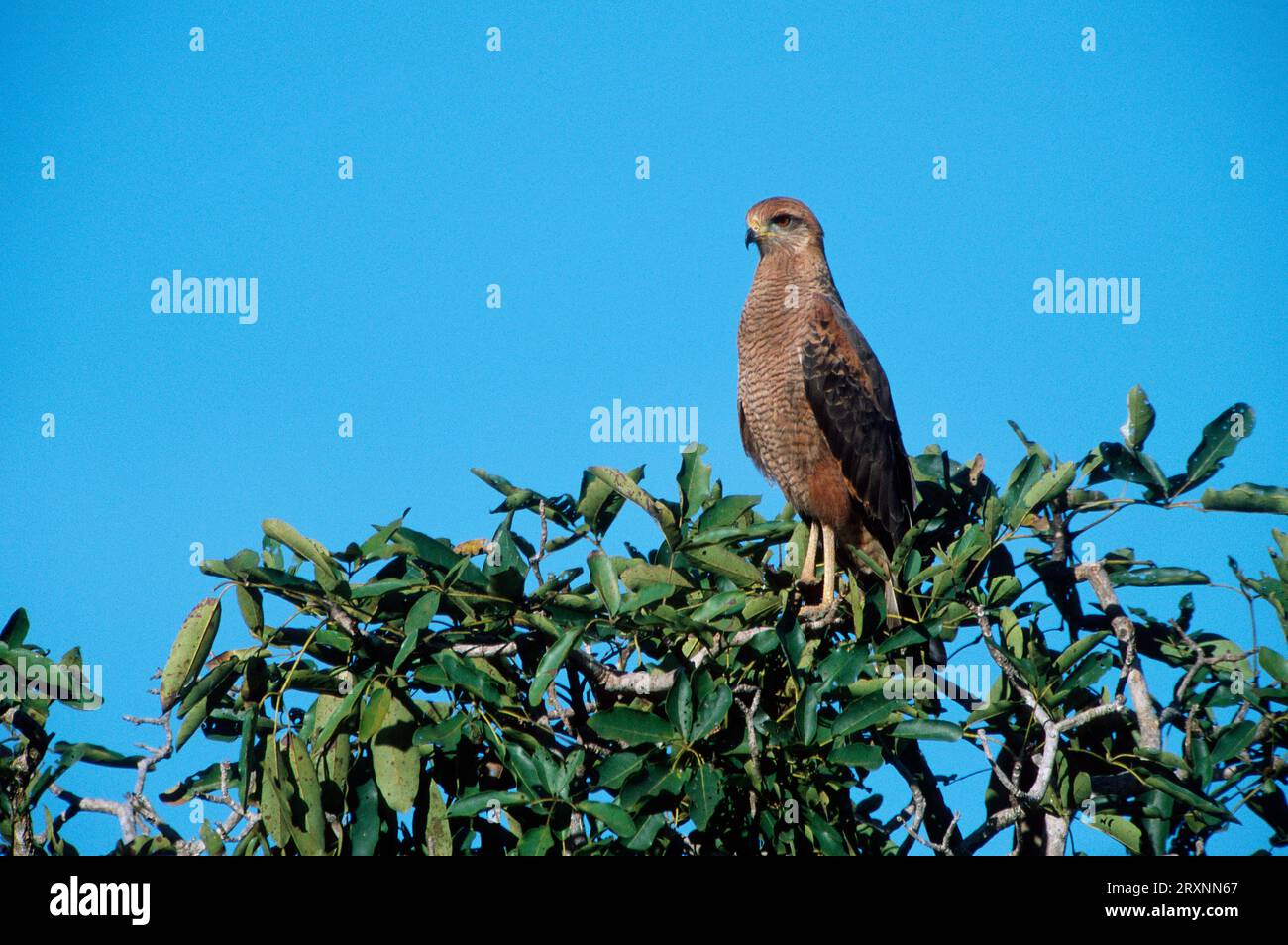 Savannah Hawk, Llanos (Heterospizias meridionalis), Venezuela Stock ...