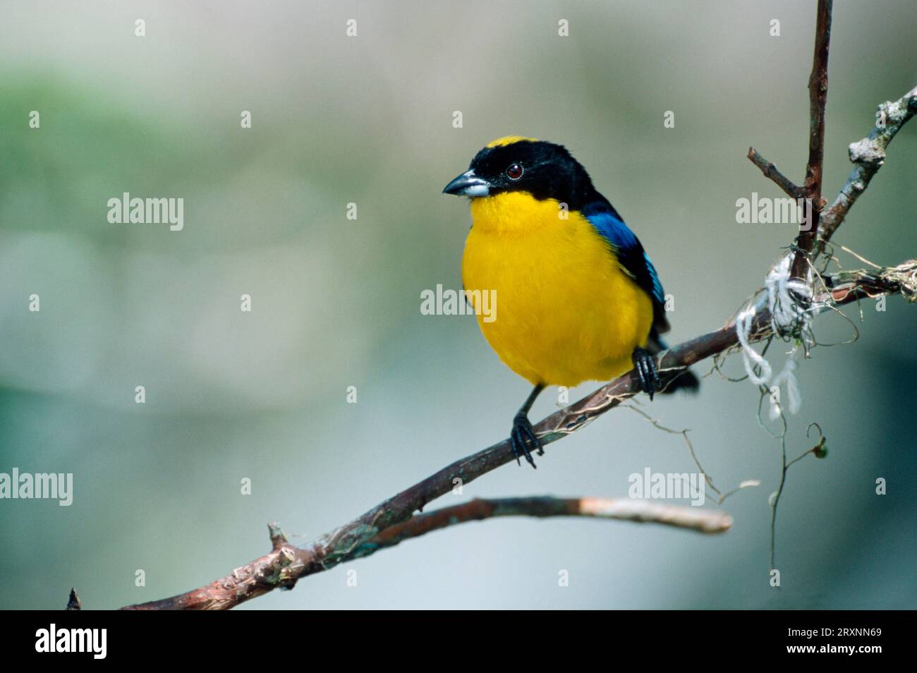 Blue-winged Mountain-Tanager, Venezuela (Anisognathus flavinucha Stock ...